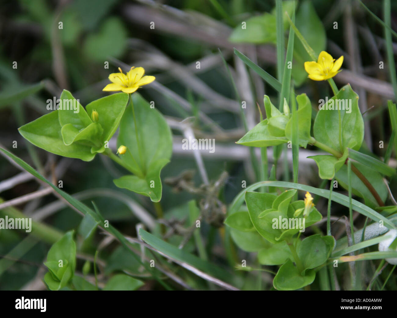 Yellow Pimpernel, Lysimachia nemorum, Myrsinaceae Stock Photo - Alamy