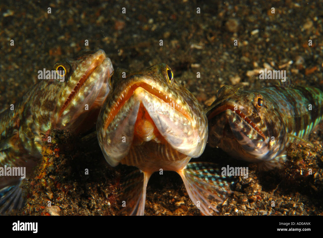 Lizard fish hi-res stock photography and images - Alamy