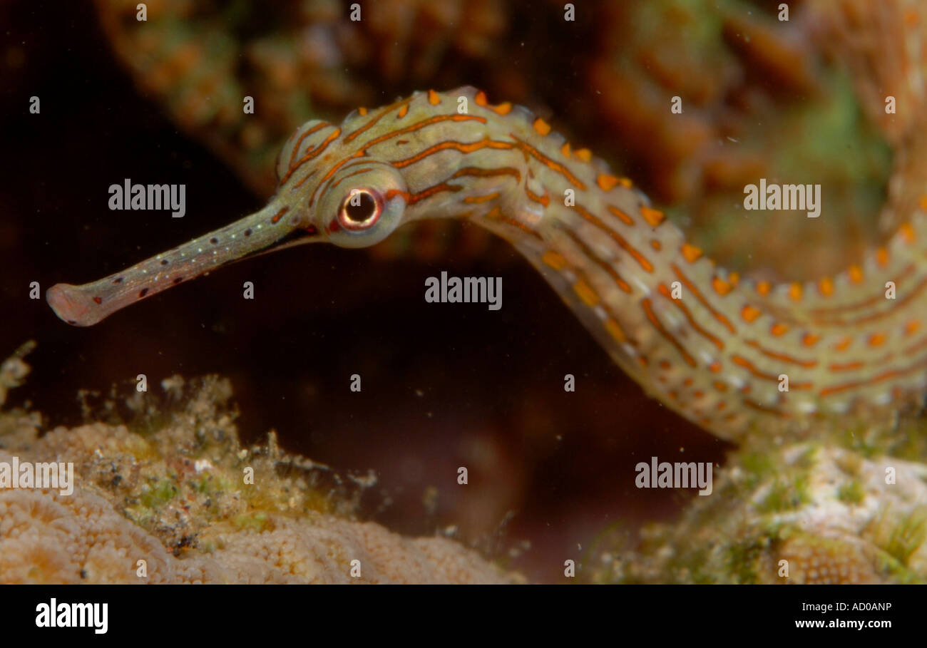 Pipe fish hi-res stock photography and images - Alamy