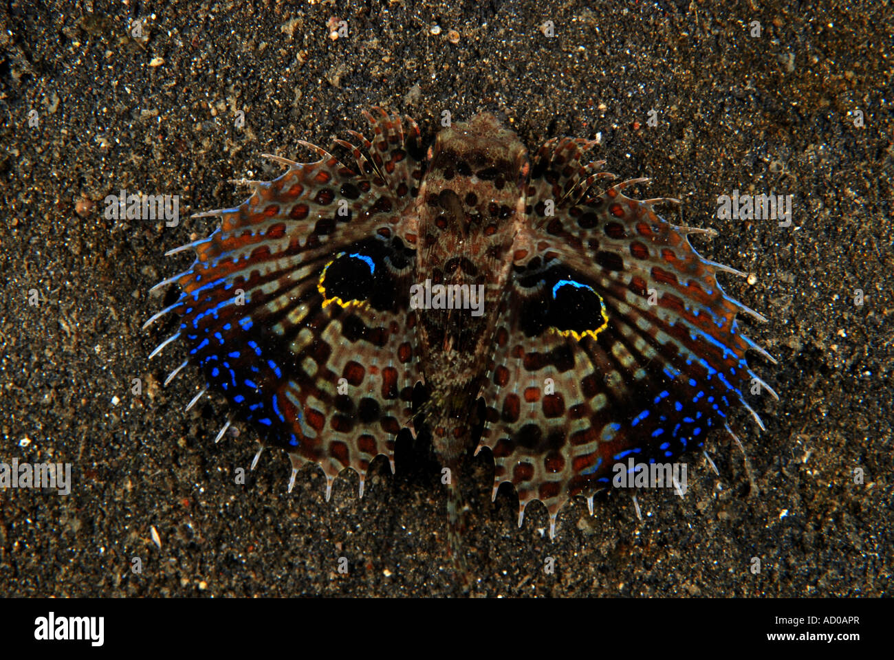 fish Indonesia, underwater, Lembeh strait, ocean, sea, scuba, diving ...
