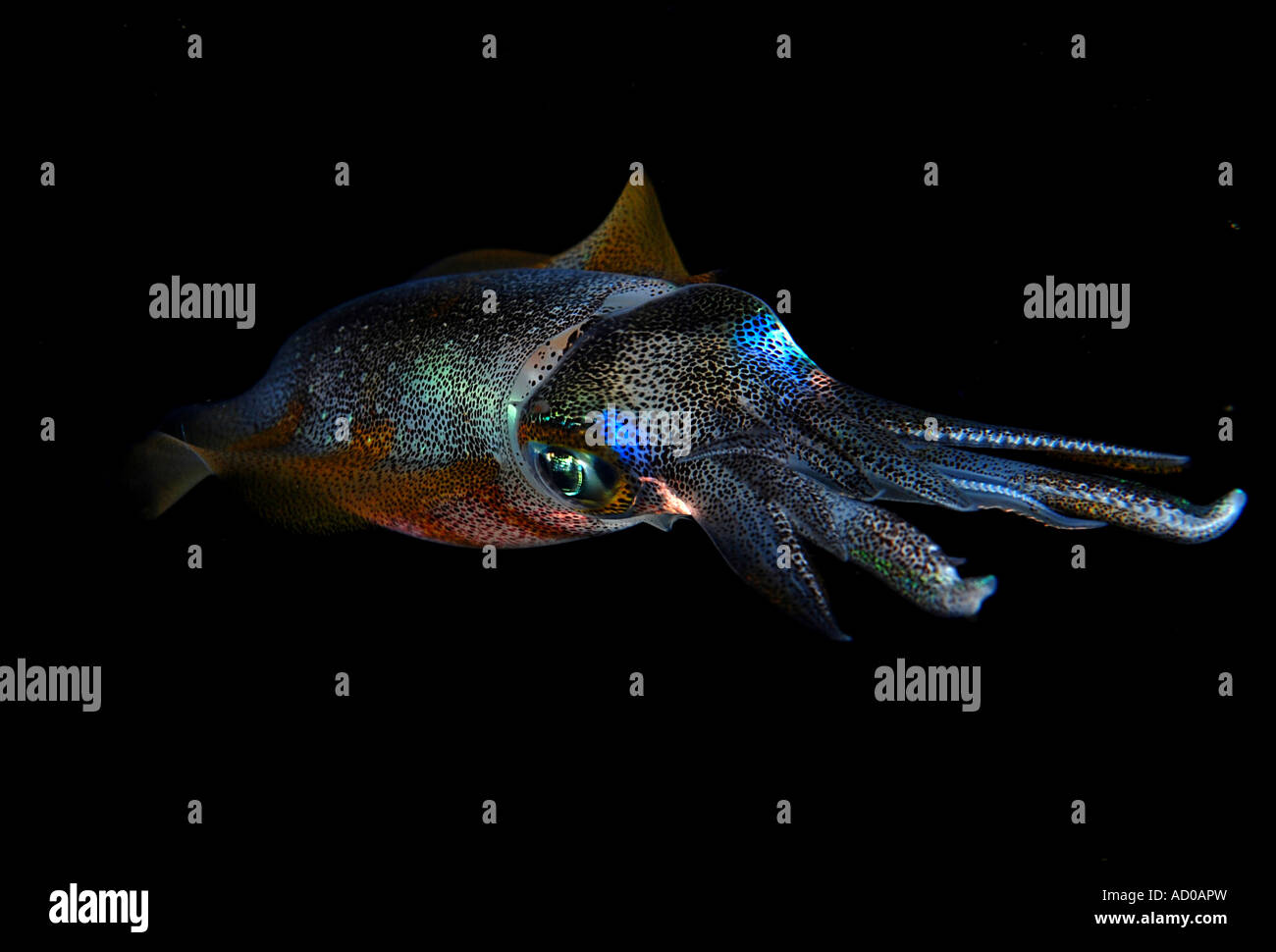 Squid Ink Water High Resolution Stock Photography and Images - Alamy