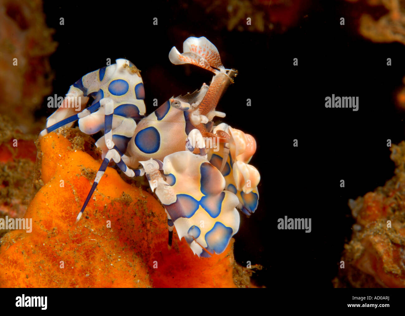 Harlequin shrimp, underwater, Indonesia, Lembeh strait, ocean, sea ...