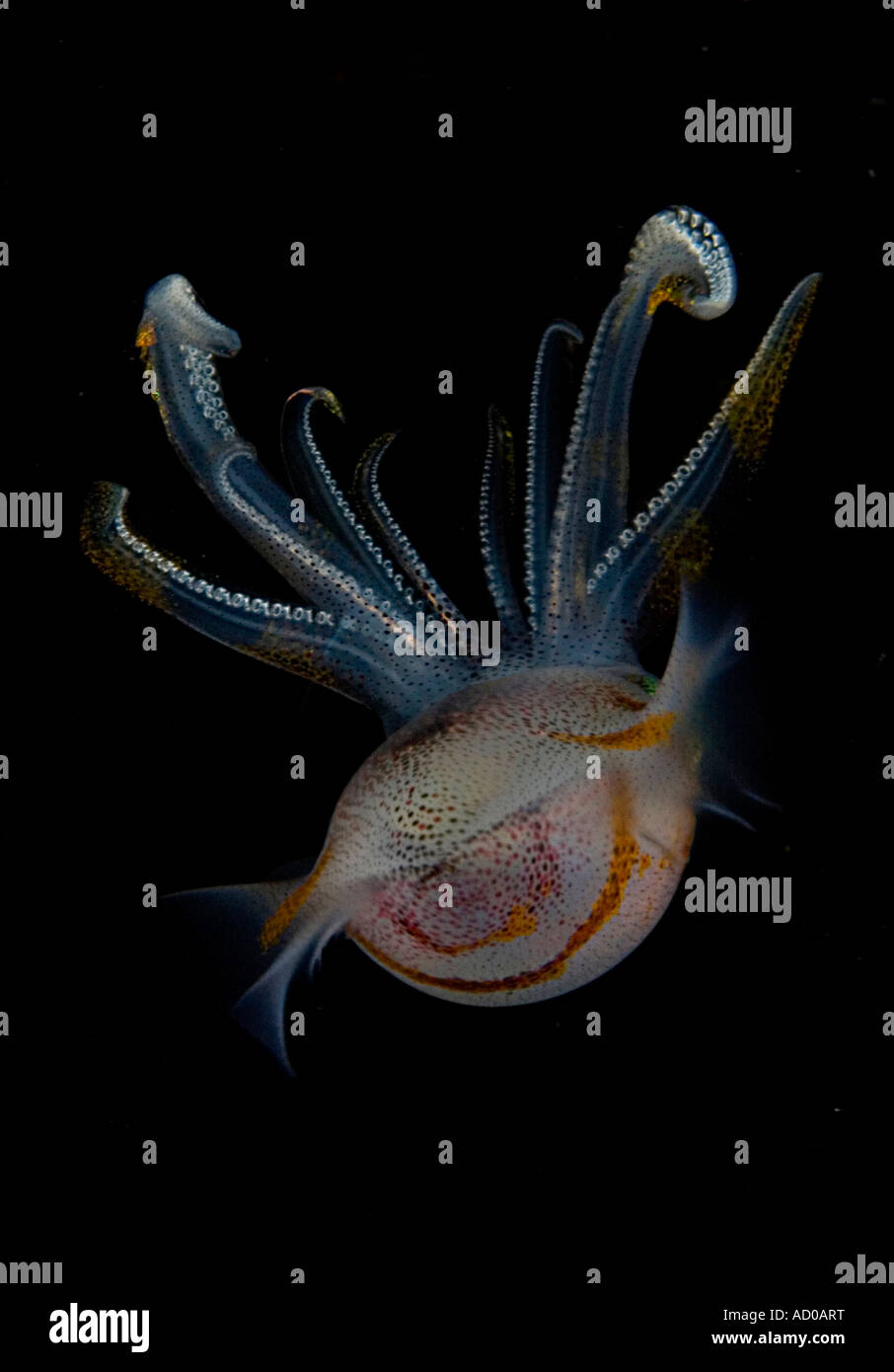 Cephalopod tentacles hi-res stock photography and images - Alamy
