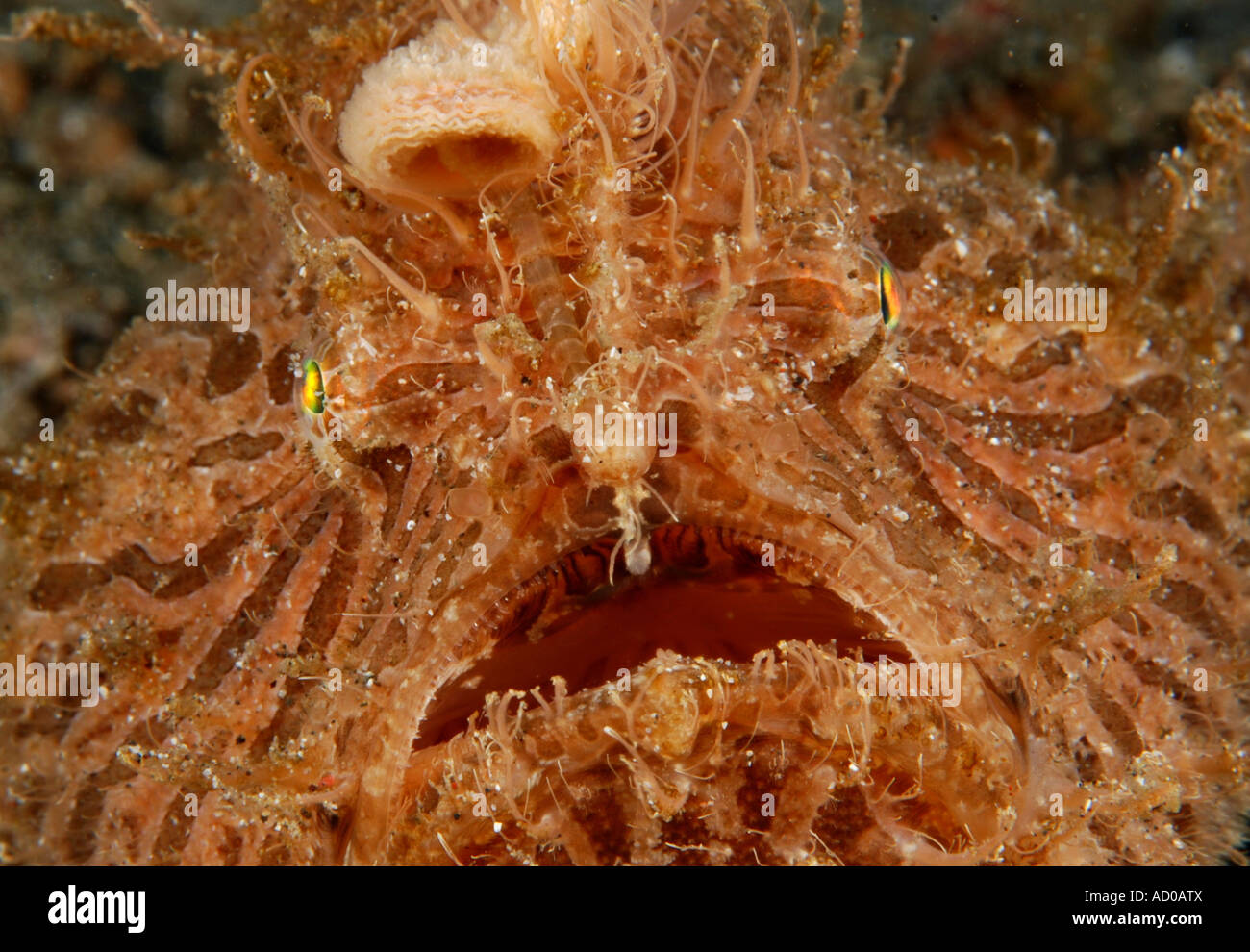 hairy frog fish, underwater, Indonesia, Lembeh strait, ocean, sea ...
