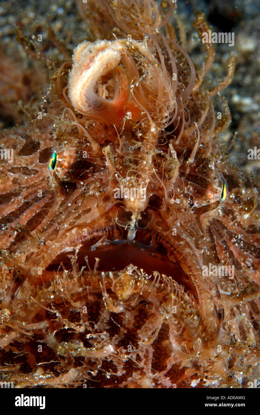 hairy frog fish, underwater, Indonesia, Lembeh strait, ocean, sea ...