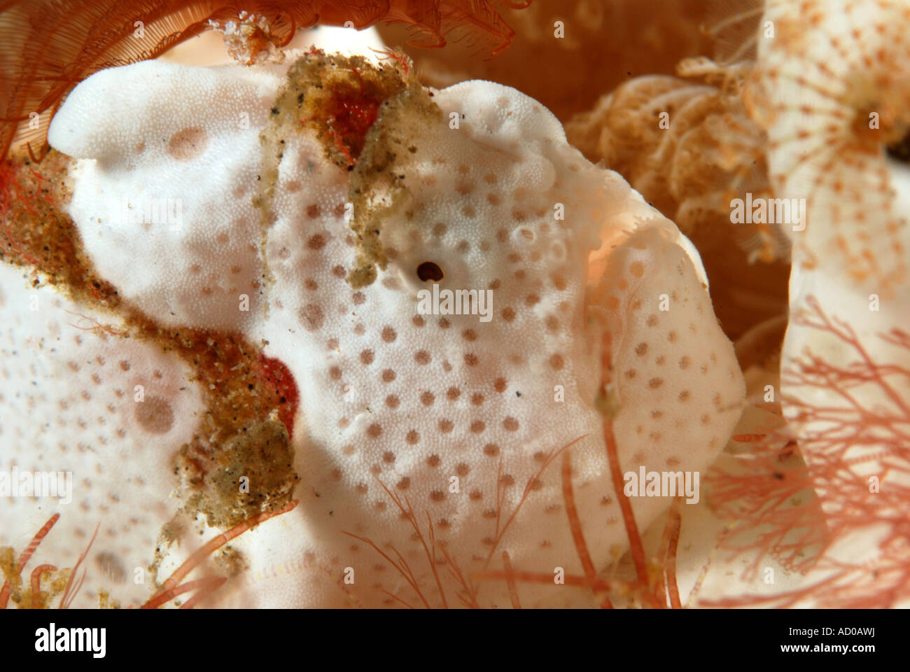 frog fish, underwater, Indonesia, Lembeh strait, ocean, sea, scuba ...
