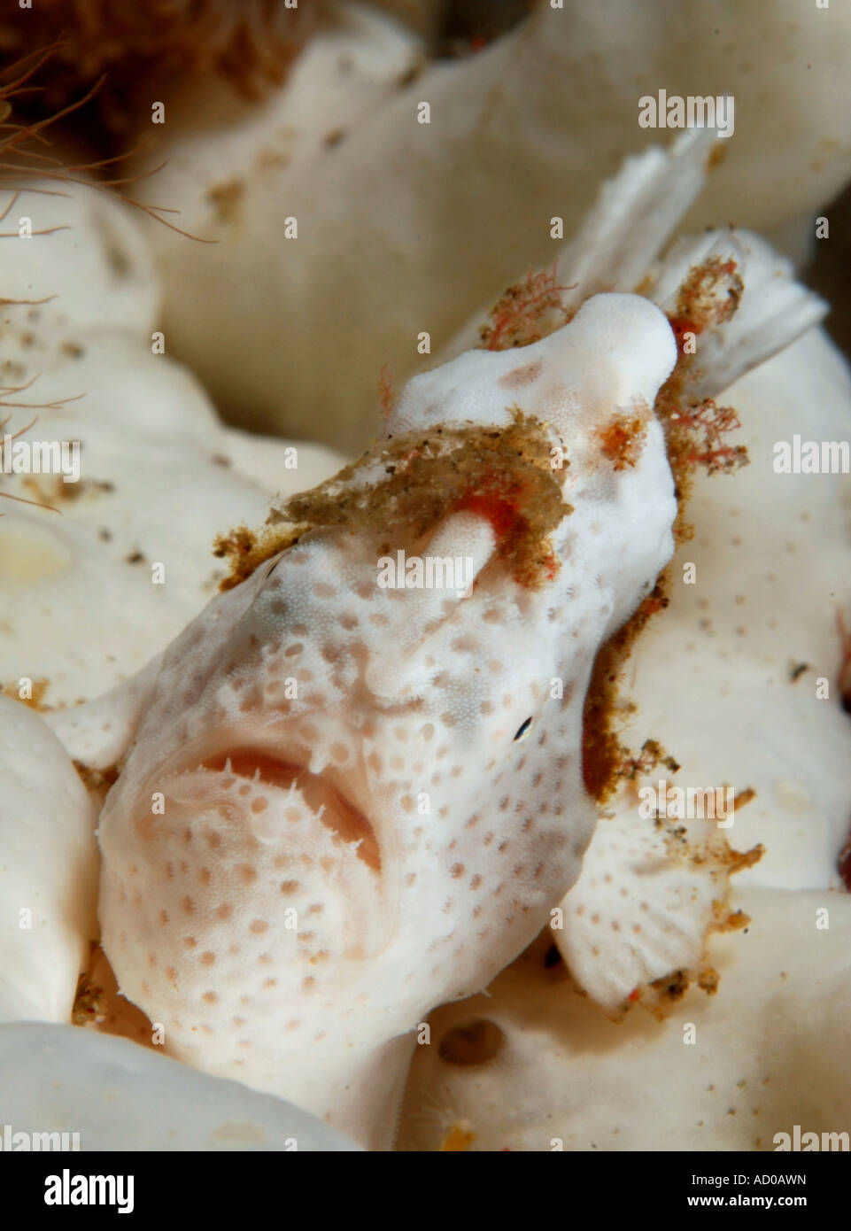 Sea Frog High Resolution Stock Photography and Images - Alamy