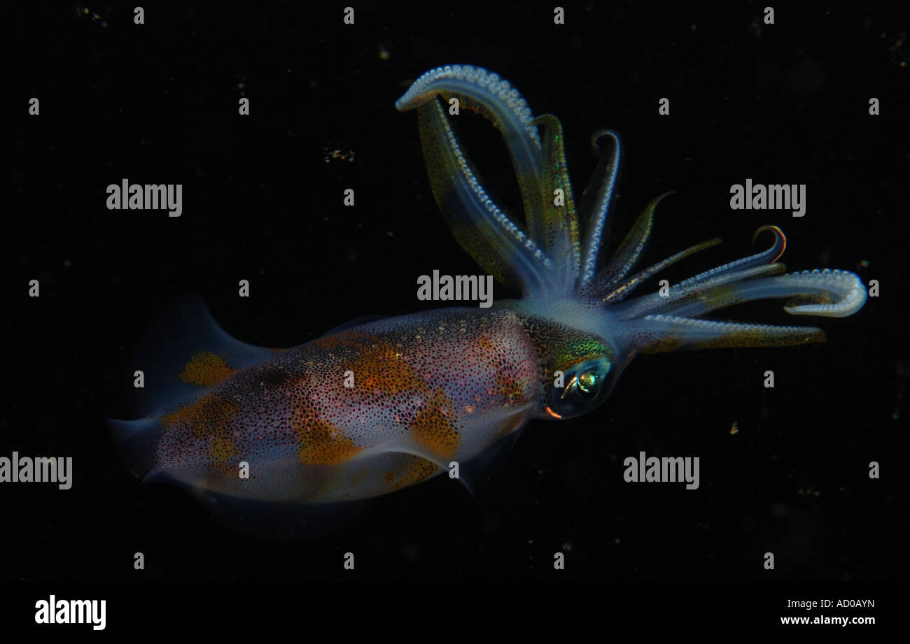 squid, underwater, Indonesia, cephalopod, ink, tentacles, scuba, diving ...