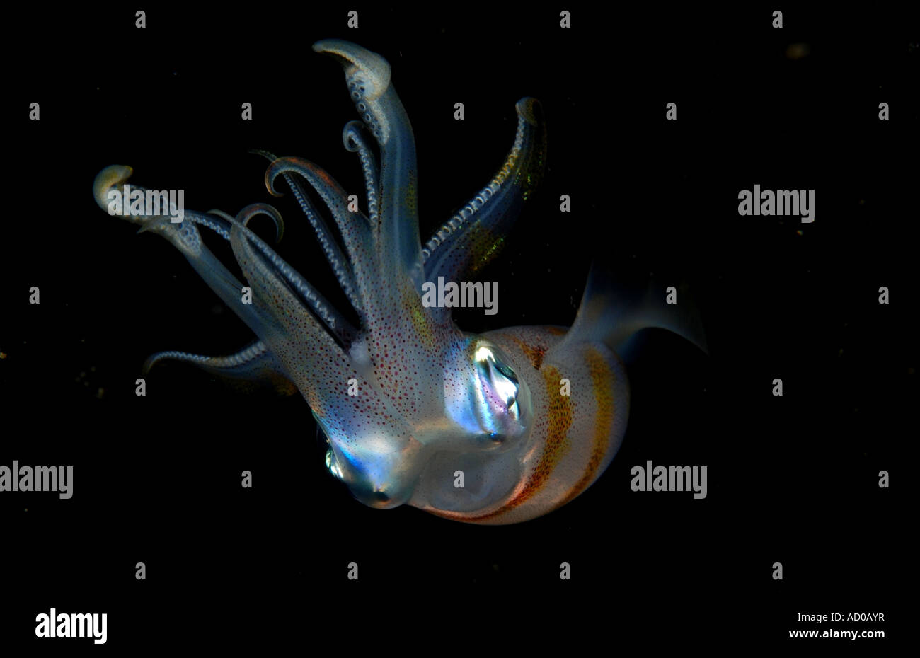 squid, underwater, Indonesia, cephalopod, ink, tentacles, scuba, diving ...