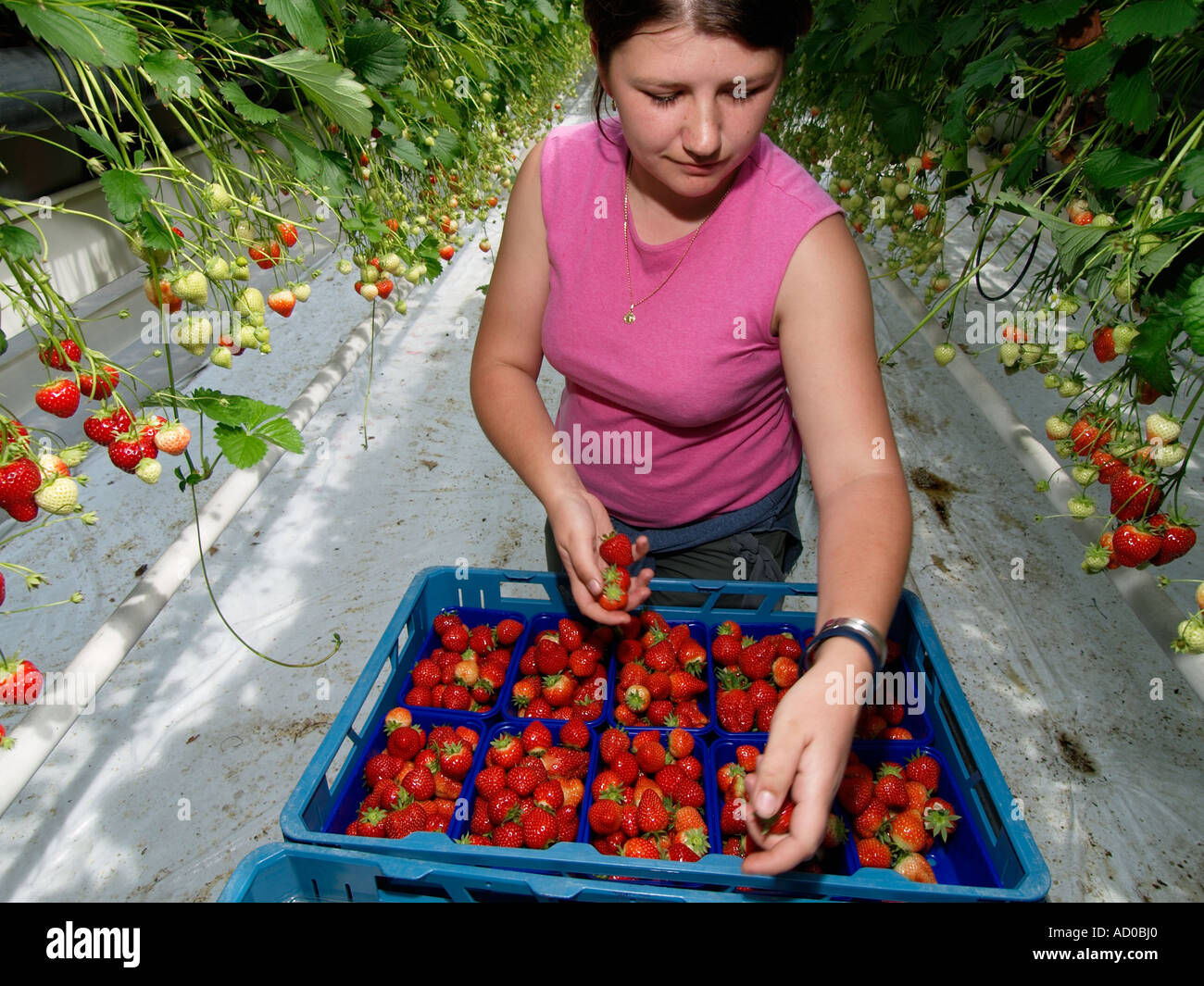 Young woman hand picking and sorting strawberries in a large greenhouse ...