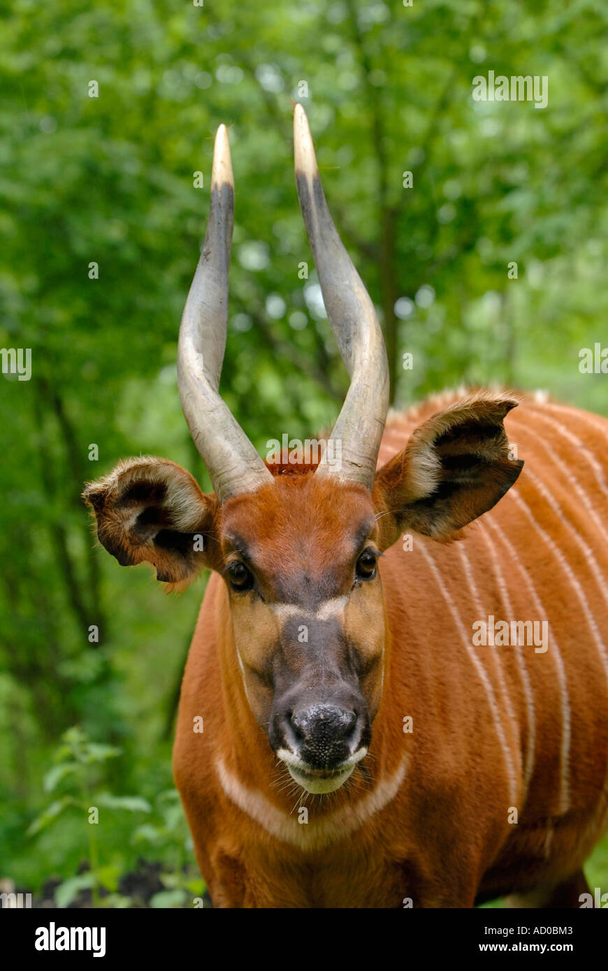 Bongo antelope kenya africa hi-res stock photography and images - Alamy
