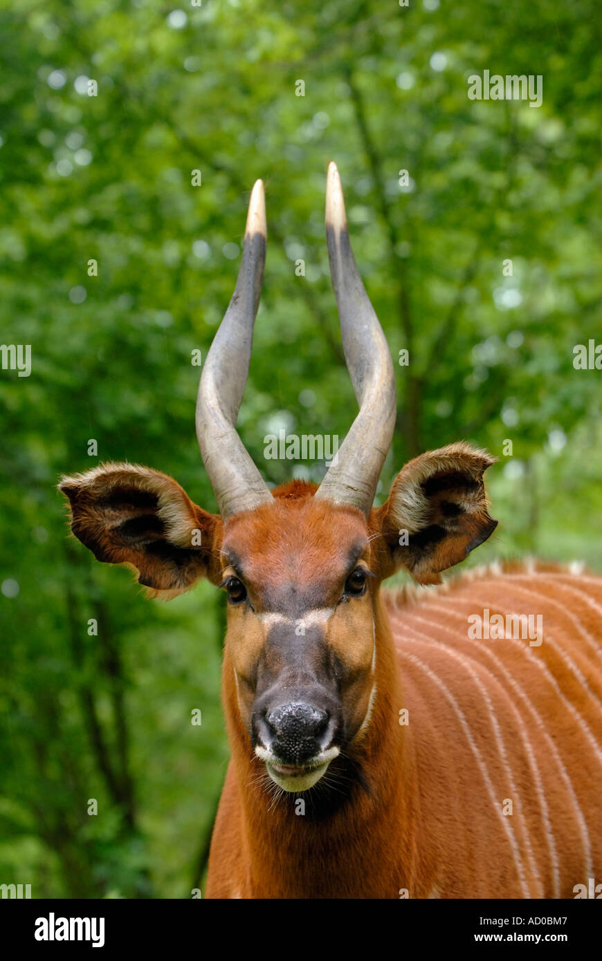 Bongo antelope kenya africa hi-res stock photography and images - Alamy
