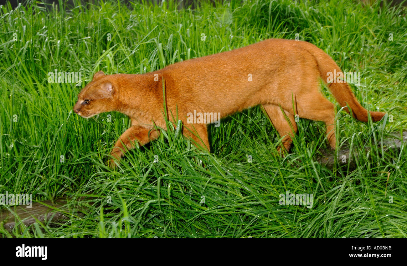Jaguarundi felis herpailurus yagouaroundi captive hi-res stock ...
