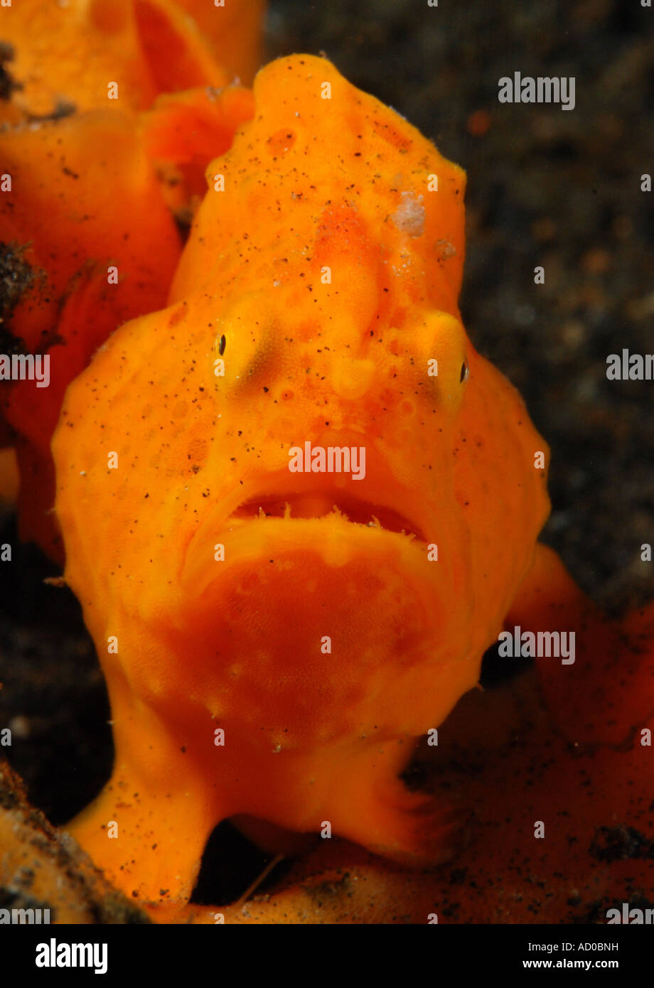 frog fish, underwater, Indonesia, Siladen, scuba, diving, ocean, sea ...