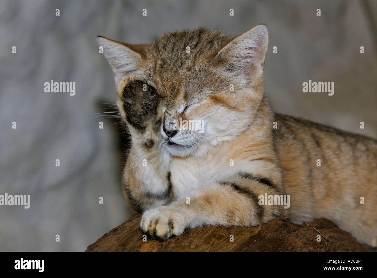 Sand cat (Felis margarita harrisoni) Captive Stock Photo - Alamy