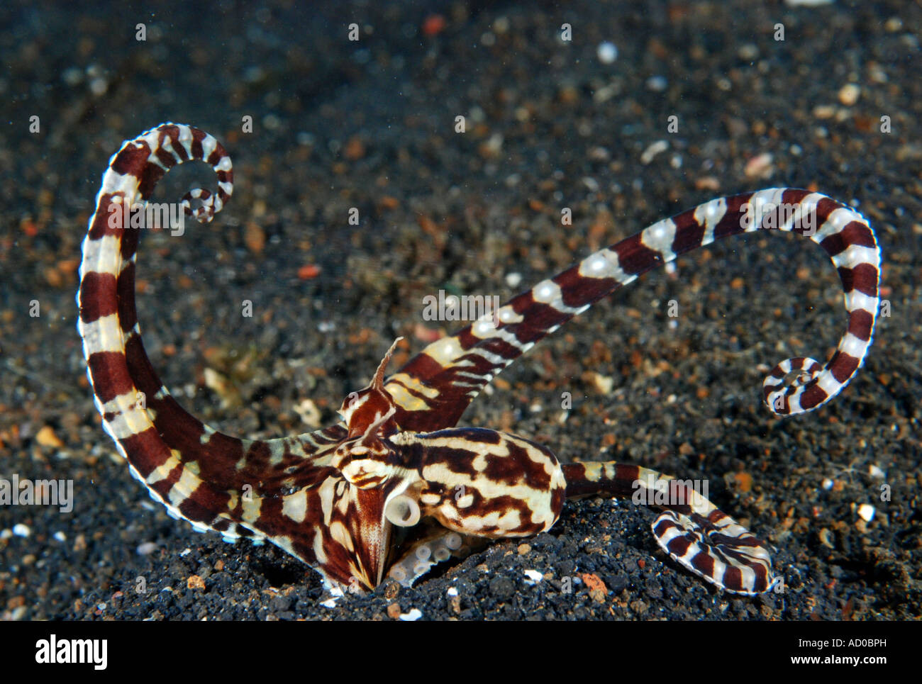 mimic octopus, underwater, Indonesia, scuba, diving, ocean, sea, coral ...