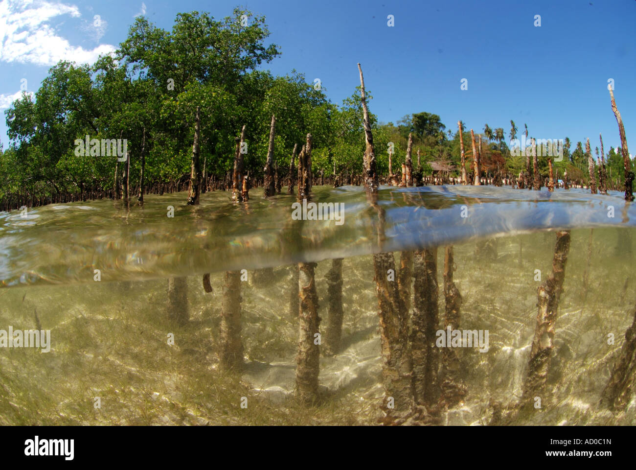 mangroove, underwater, roots, split, shallow water Stock Photo - Alamy