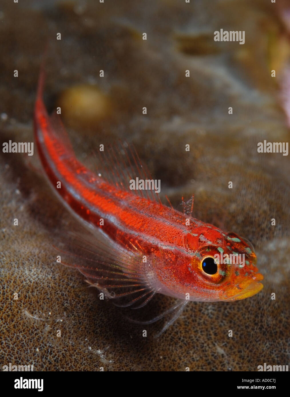 fish, underwater, Indonesia, Siladen, scuba, diving, ocean, sea, coral ...