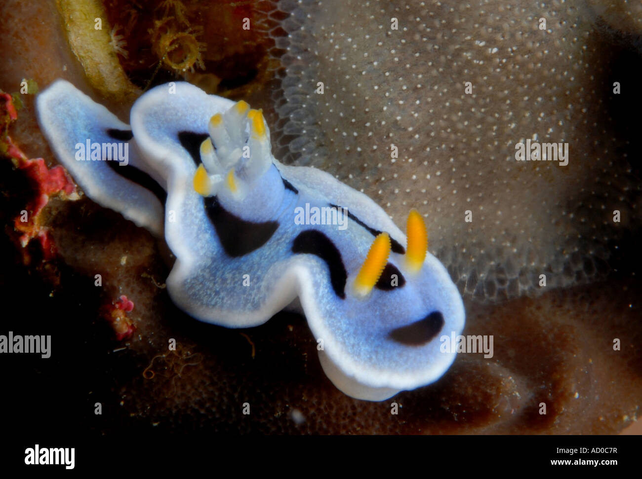 nudibranch, tropical reef, Indonesia, underwater, scuba, diving, ocean ...