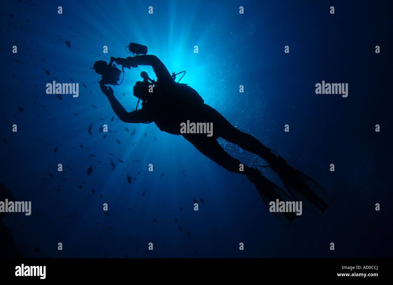 Underwater Silhouette