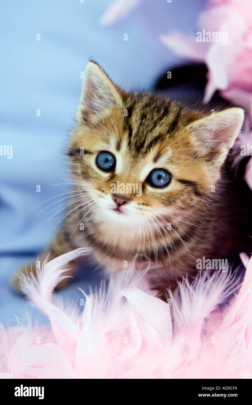 Tabby kitten with a feather bowa Stock Photo - Alamy