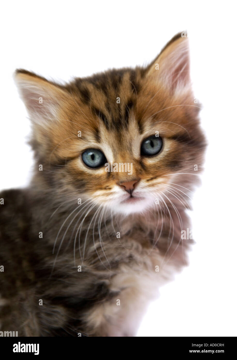 Fluffy tabby kitten against a white background Stock Photo - Alamy