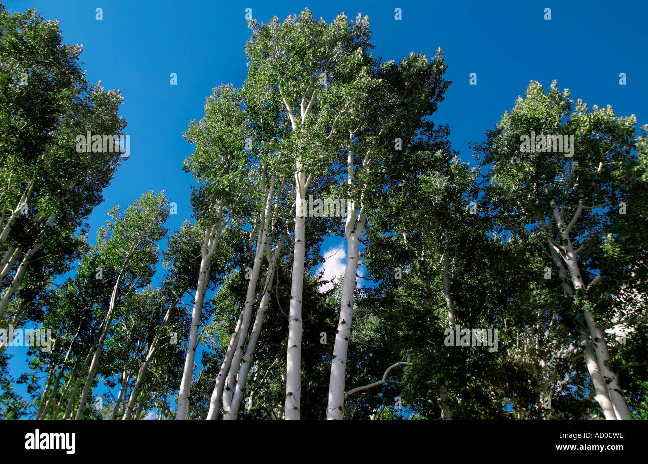 Tall birch hi-res stock photography and images - Alamy