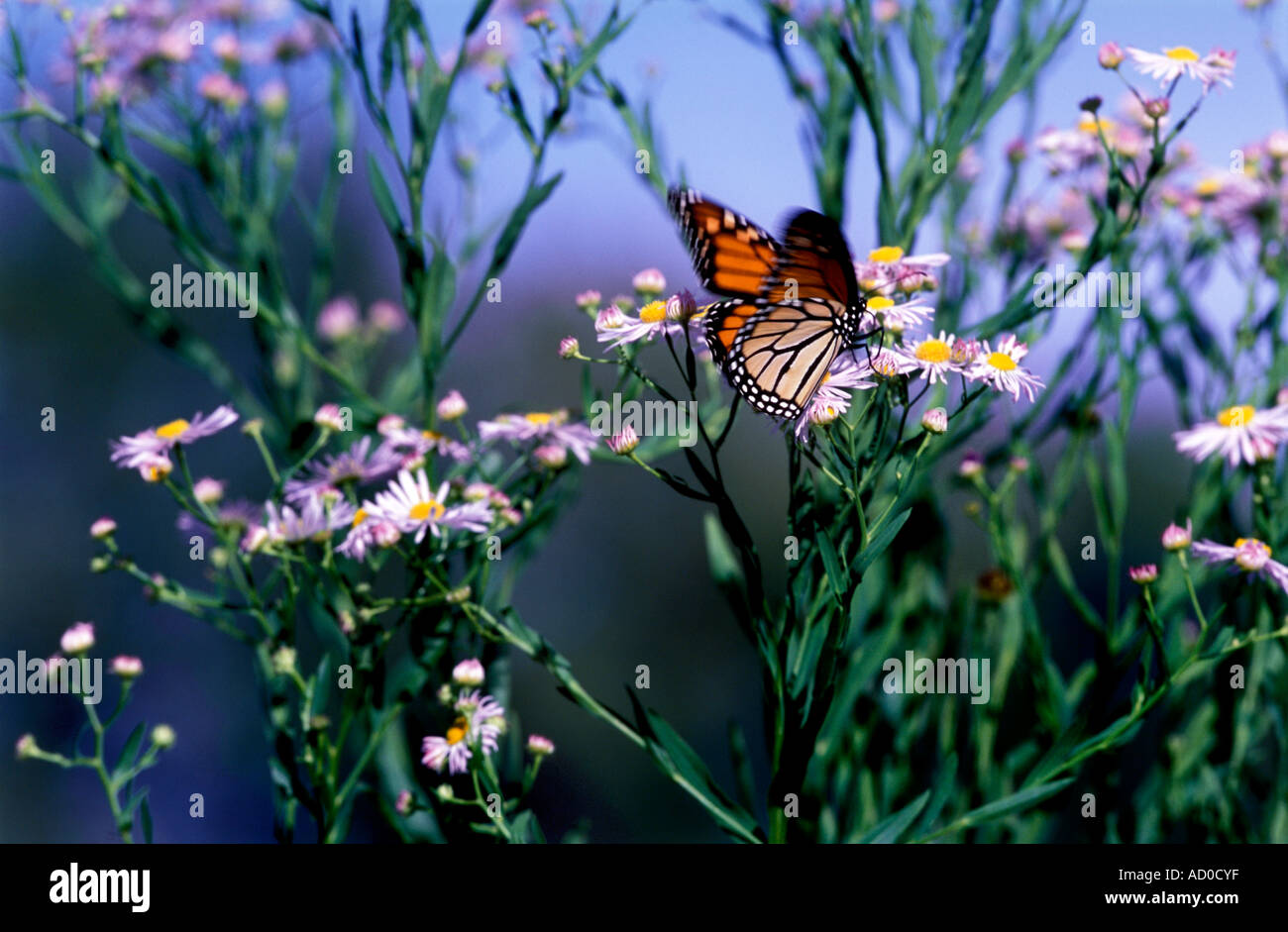 Dasies violet hi-res stock photography and images - Alamy