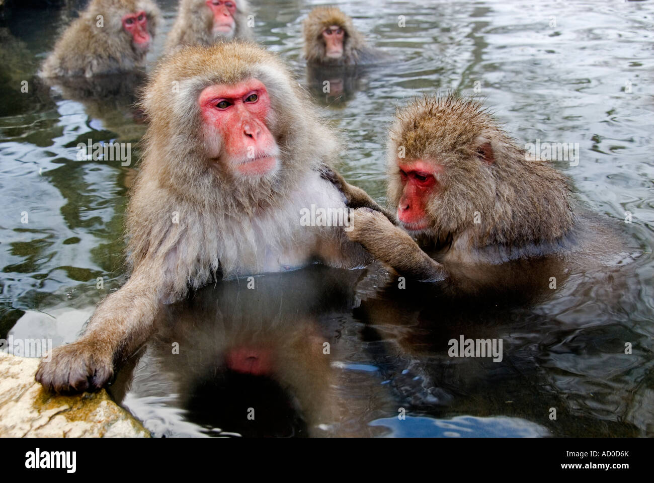 Japanese Macaque (Macaca fuscata) Snow Monkey. Jigokudani, Japan. Hell ...
