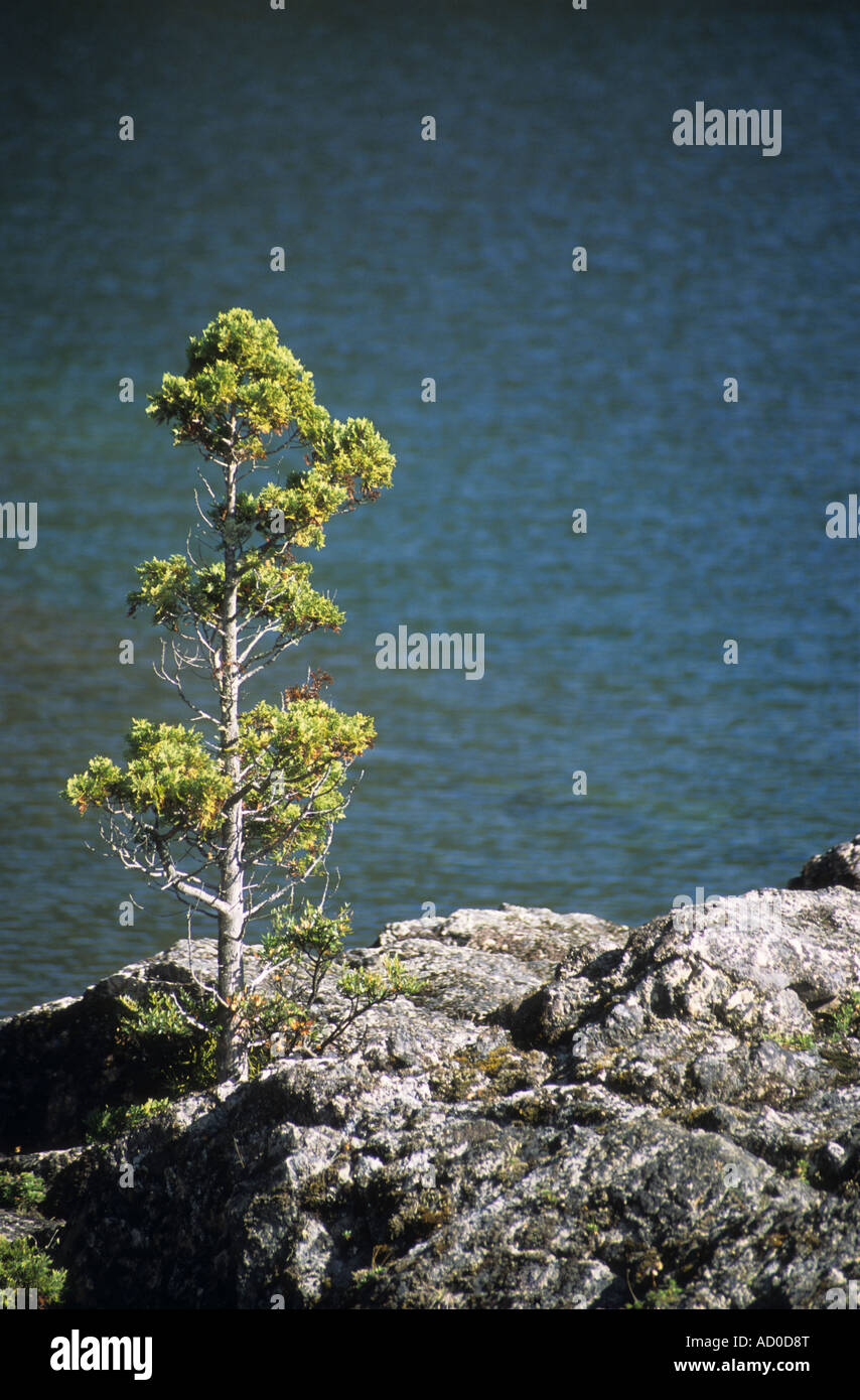 Young southern beech or nothofagus tree on shore of Lake Paimun, Lanin ...