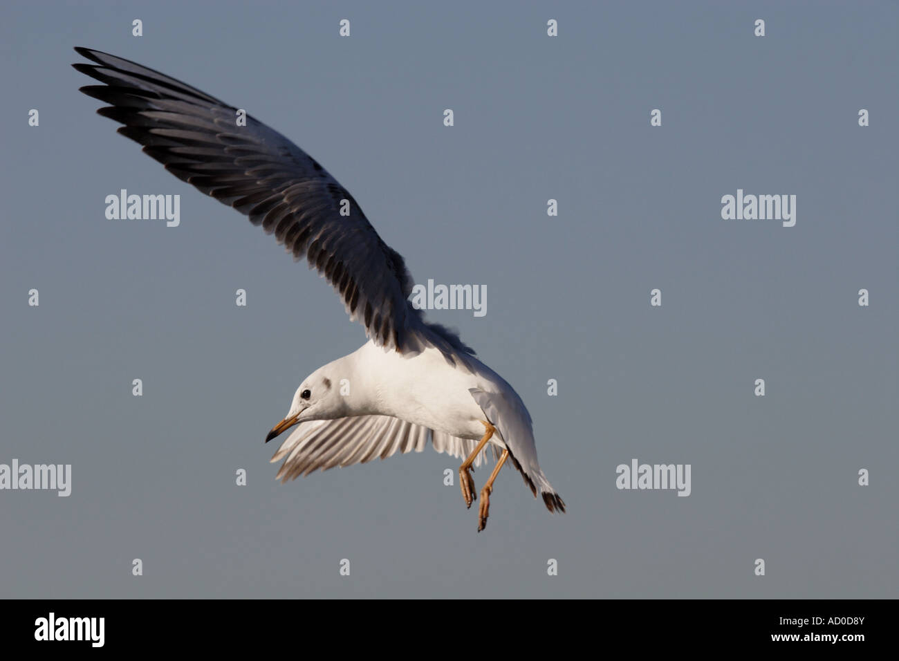 Black headed Gull in flight (Larus ridibundus), UK Stock Photo - Alamy