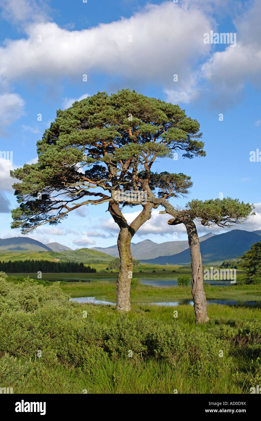 Caledonian Pine Trees at Inveroran Forest Lodge Bridge of Orchy Stock ...