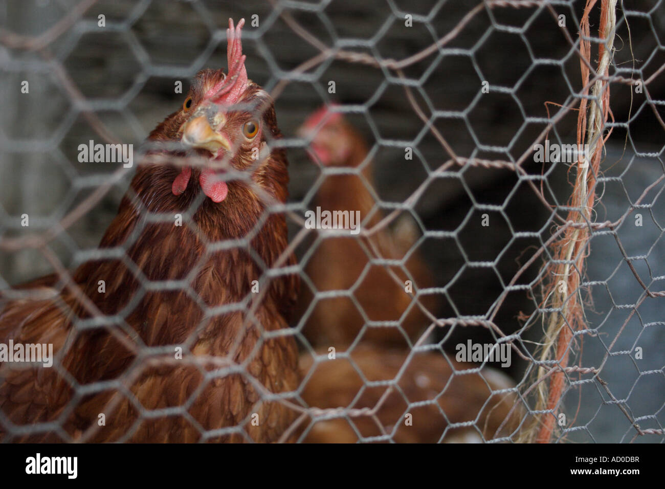 Chickens caged captive hi-res stock photography and images - Alamy