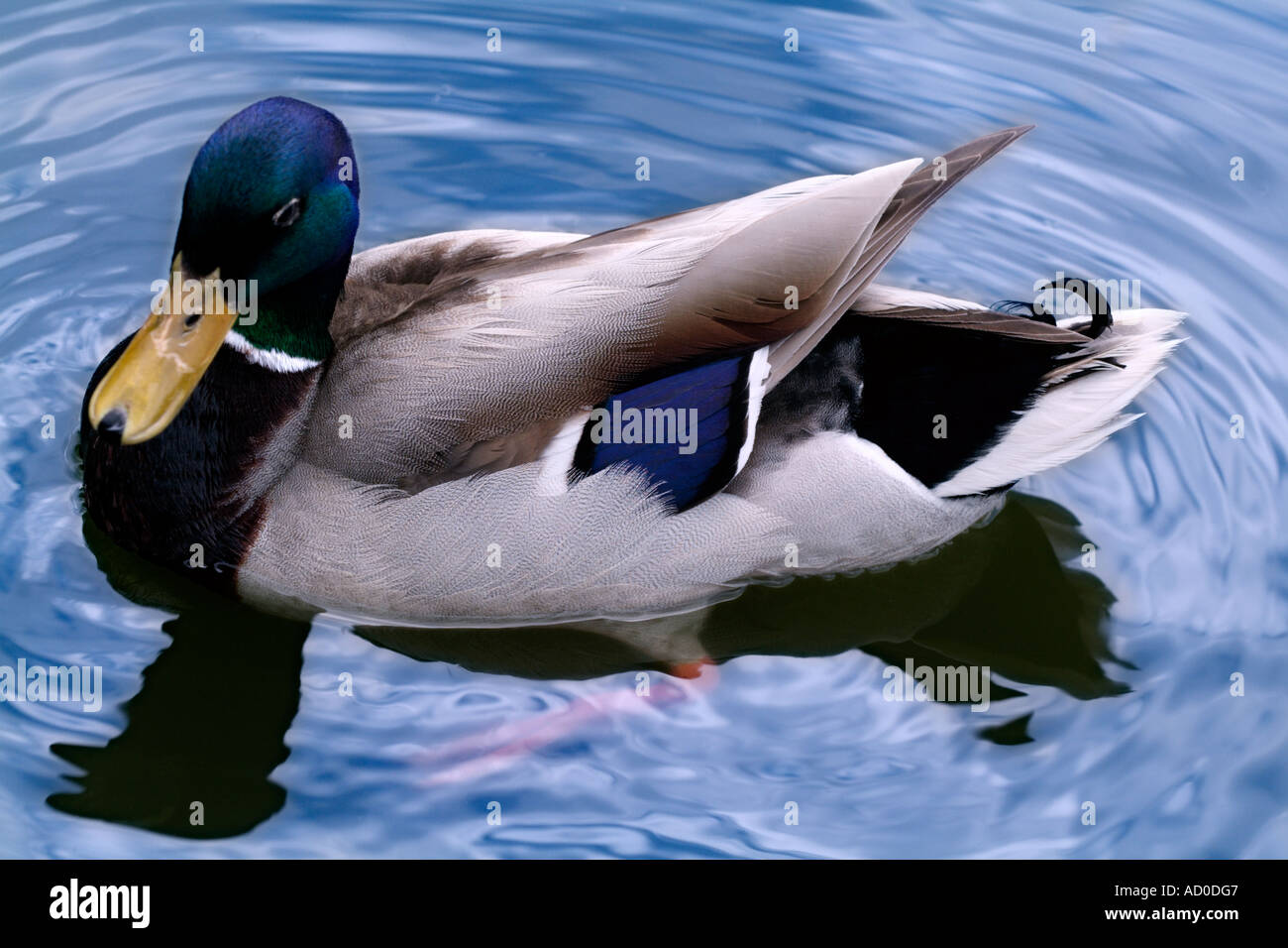 Duck with blue stripe hi-res stock photography and images - Alamy