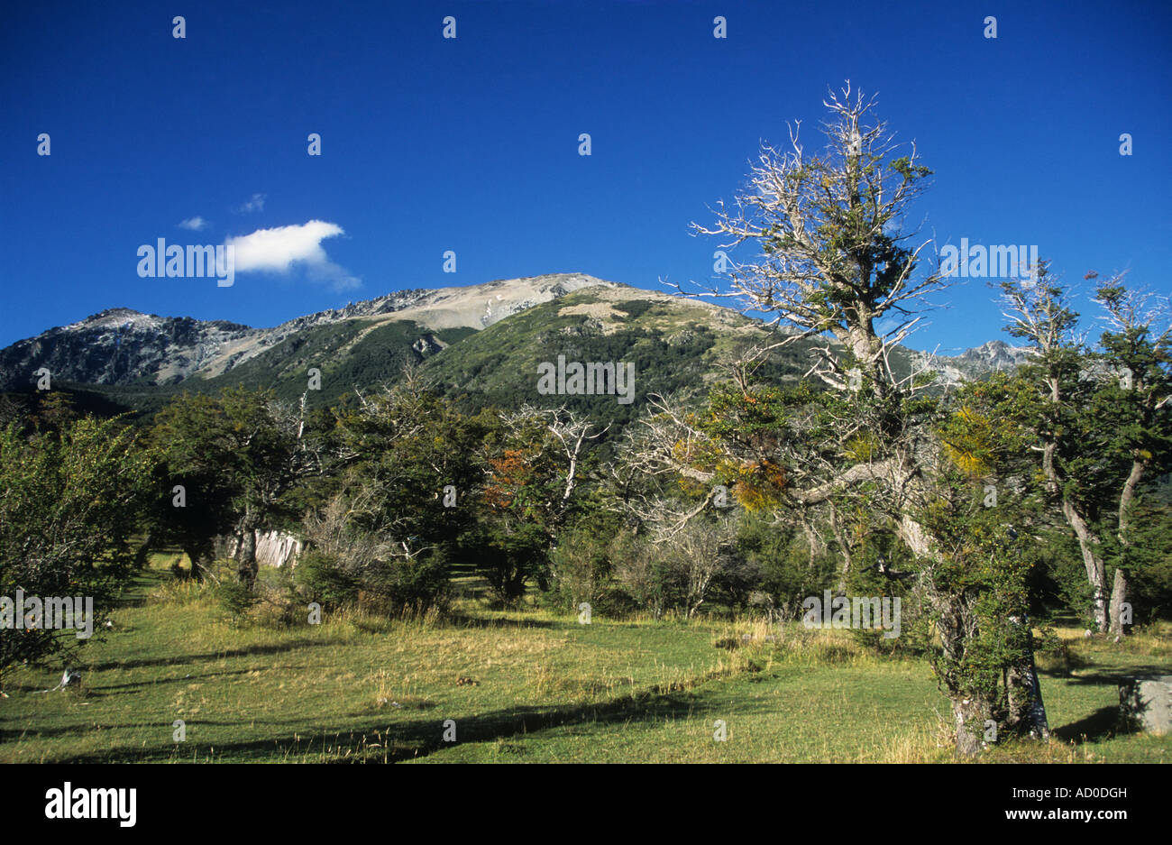 Patagonian nothofagus beech forest hi-res stock photography and images ...