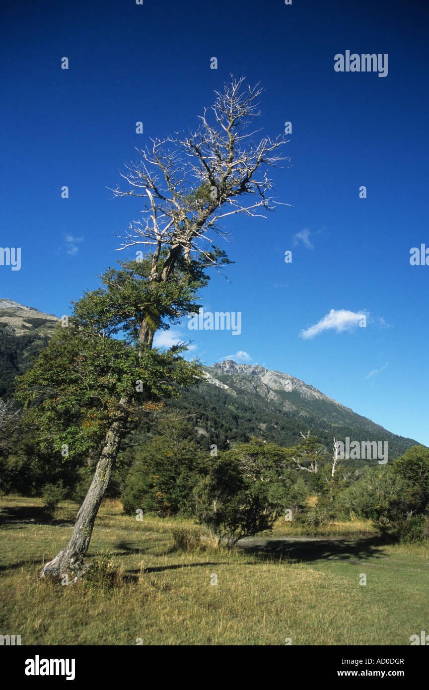 Patagonian nothofagus beech forest hi-res stock photography and images ...