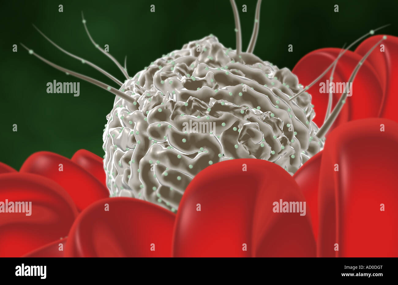Lymphocytes and other blood cells hi-res stock photography and images ...