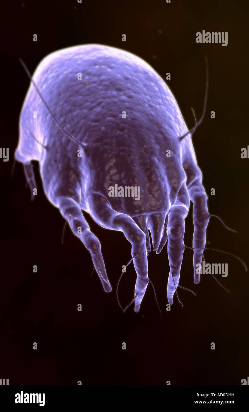 Dermatophagoides hi-res stock photography and images - Alamy
