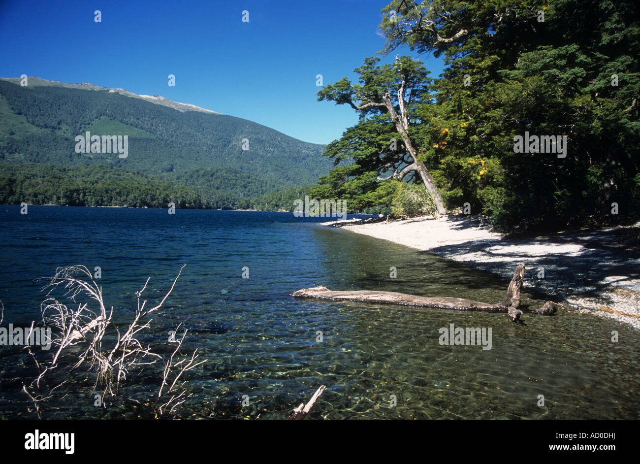 Southern beech or nothofagus forest on shores of Lake Huechulafquen ...