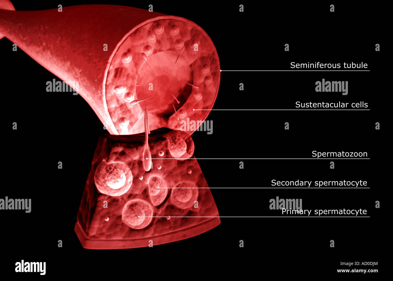 Seminiferous tubules of the testes Stock Photo - Alamy