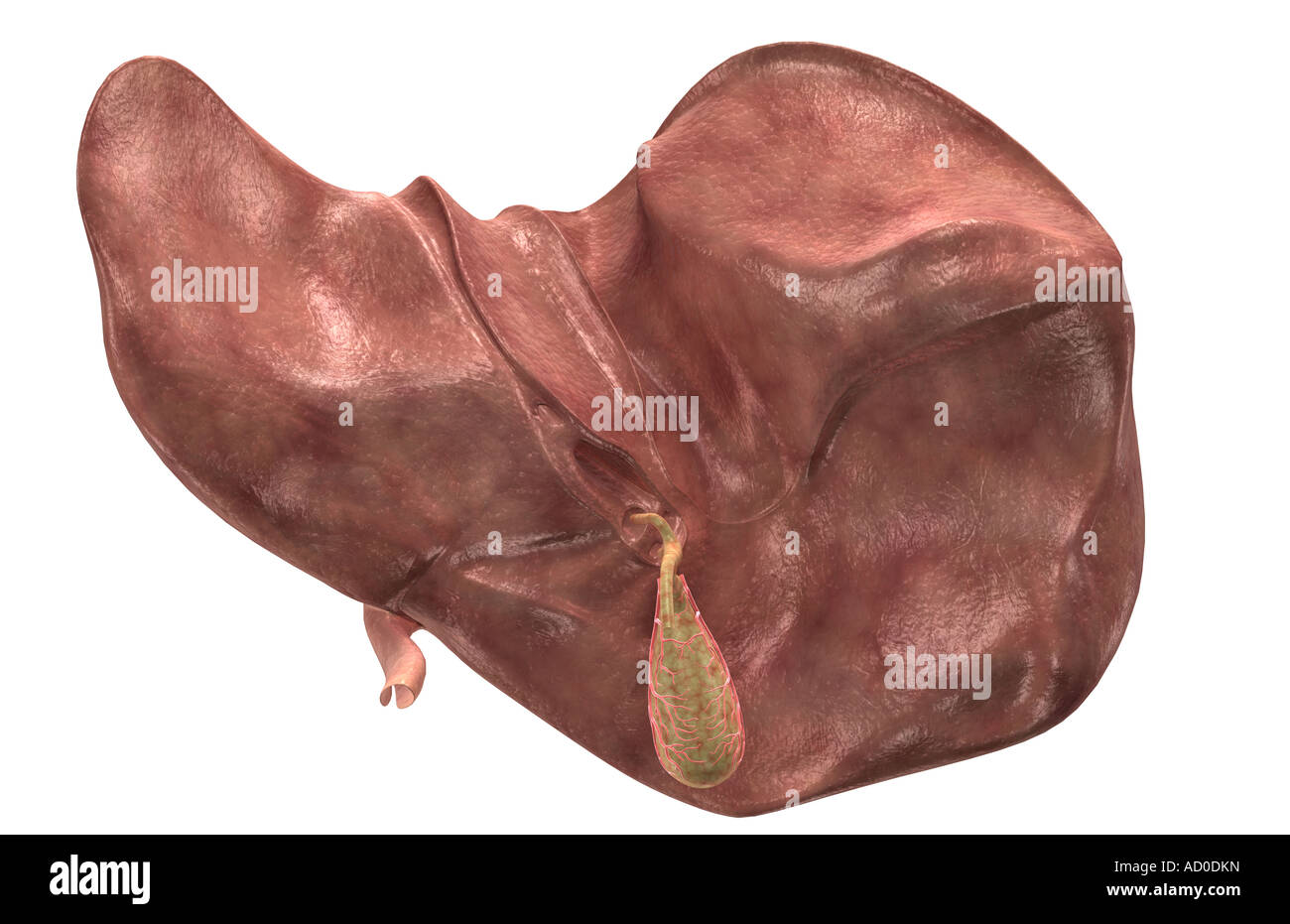 The liver and the gallbladder Stock Photo - Alamy