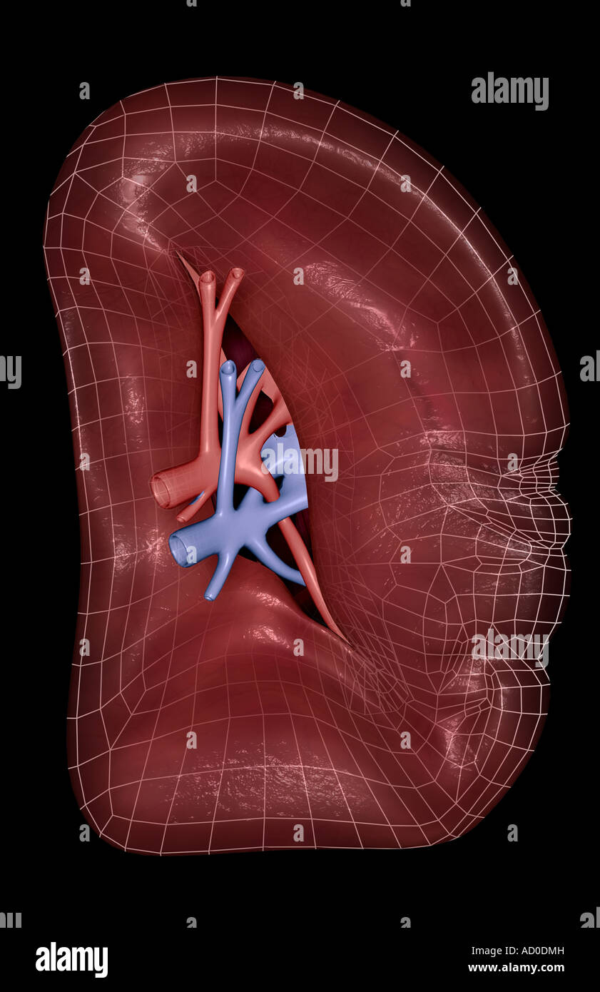 Splenic artery hi-res stock photography and images - Alamy