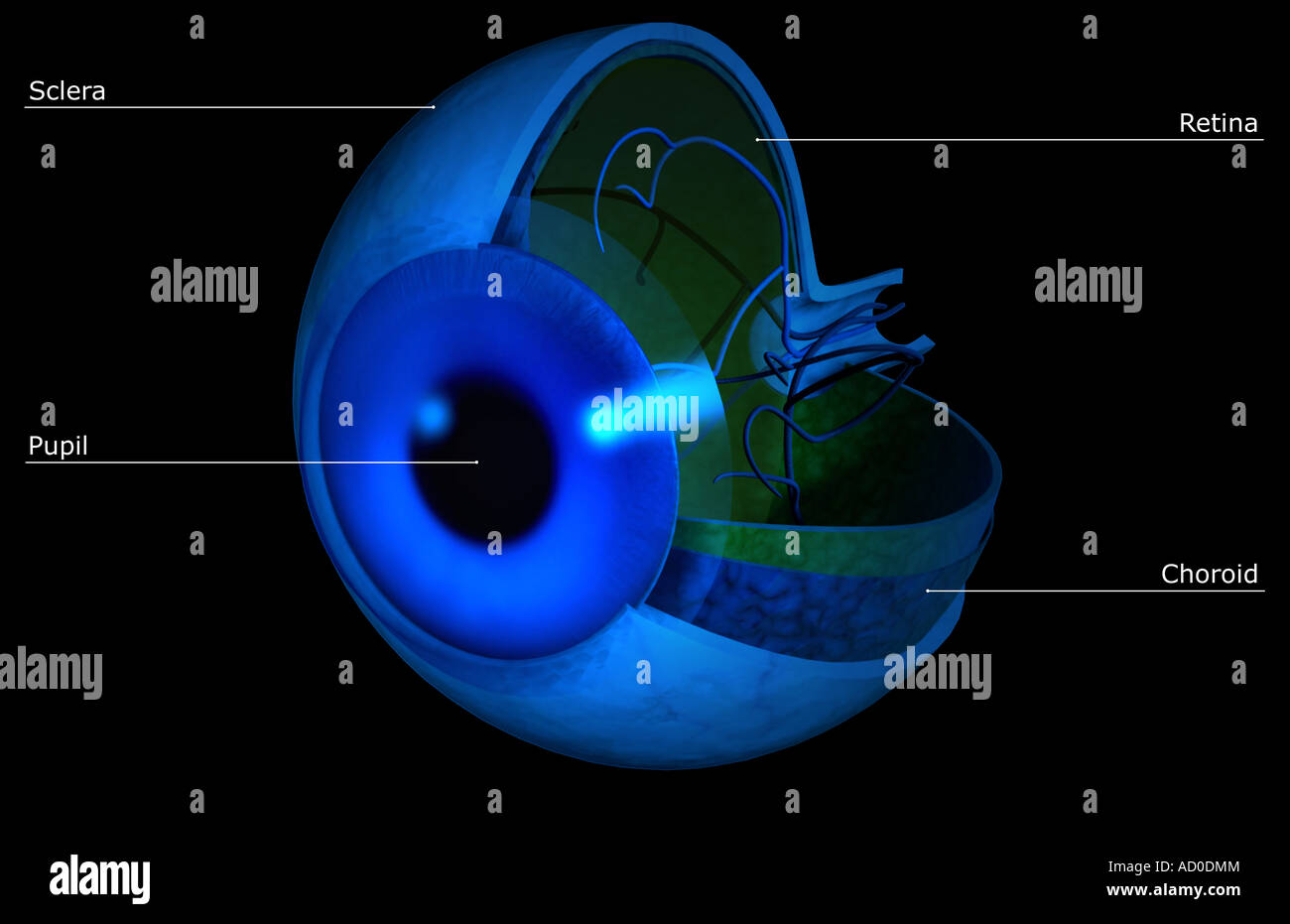 Structure of the eye Stock Photo - Alamy