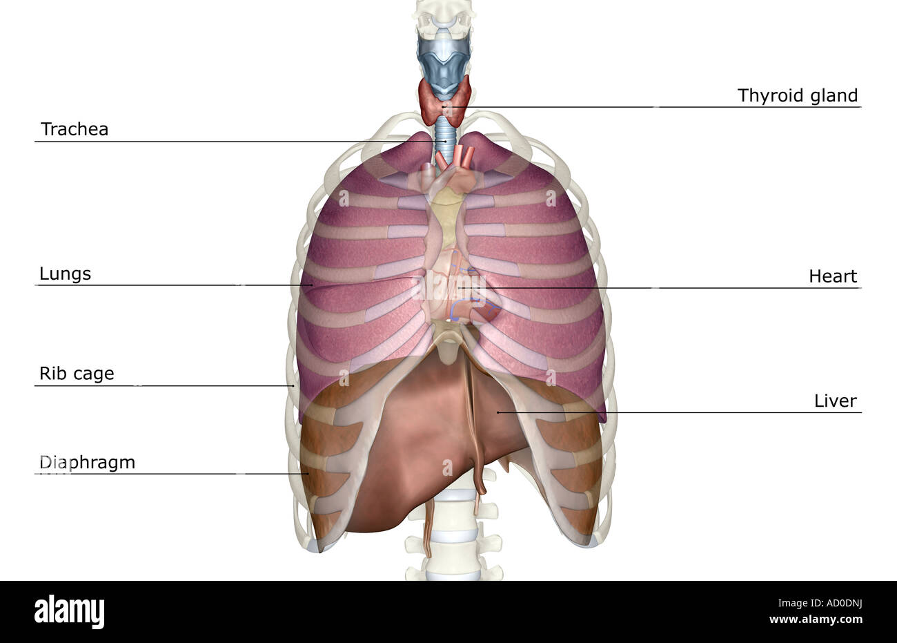 The respiratory system Stock Photo - Alamy