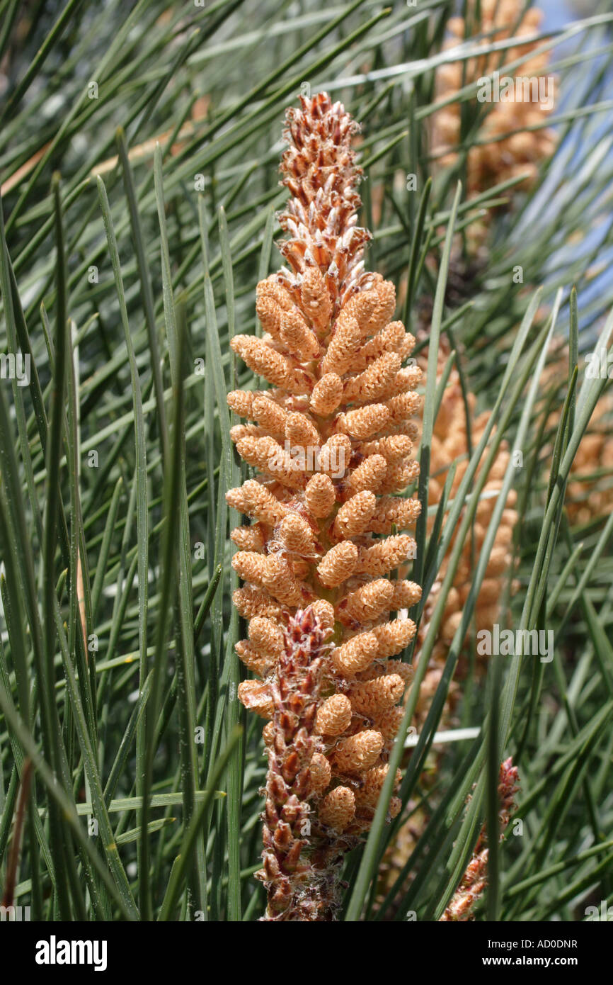 Microsporangia hi-res stock photography and images - Alamy
