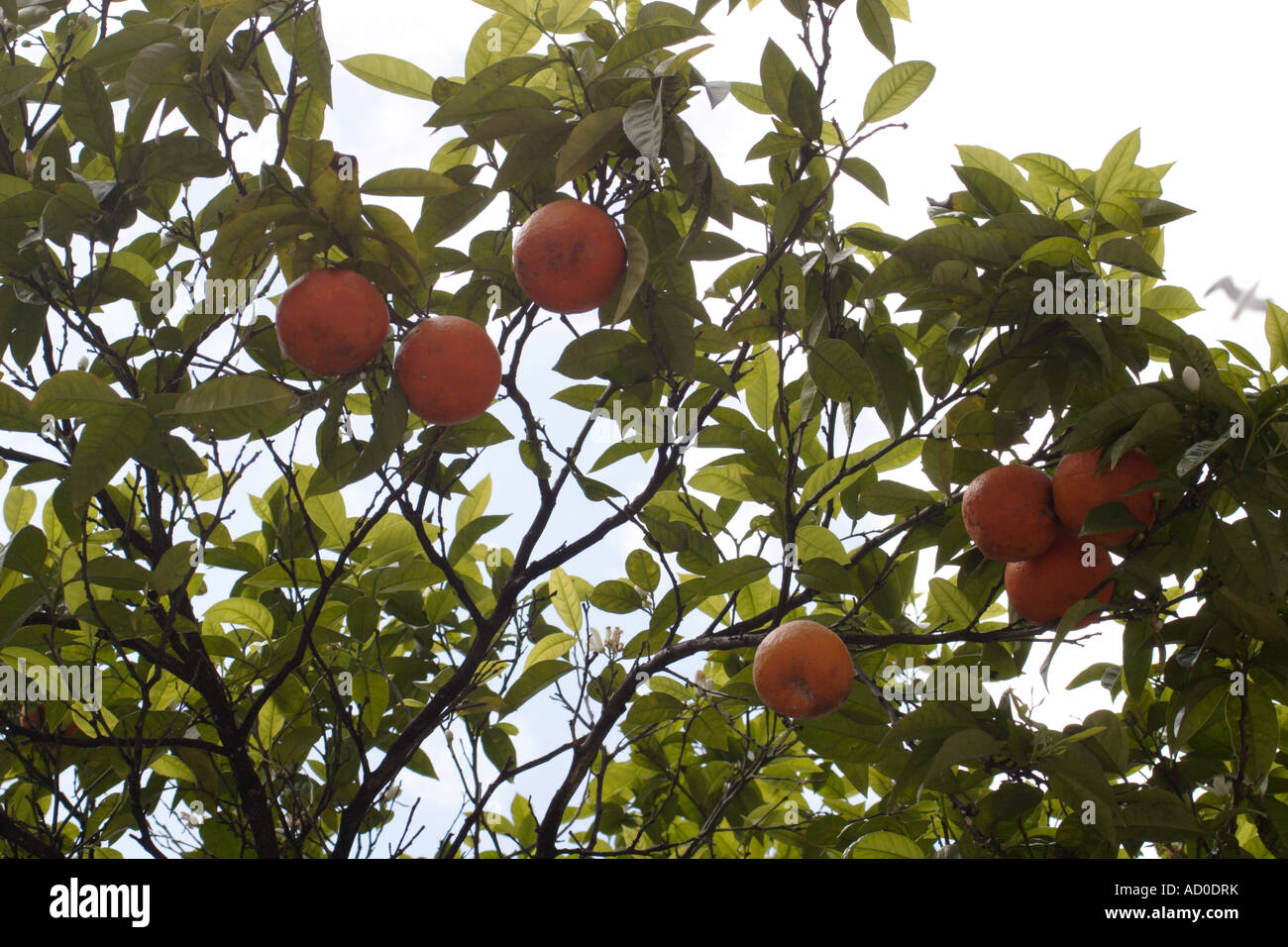 Bearing fruit tree hi-res stock photography and images - Alamy