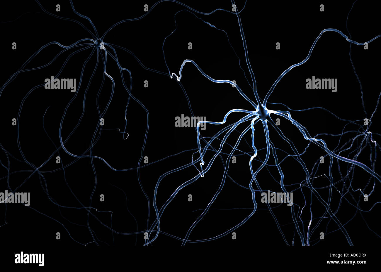 Motor Nerve Axons High Resolution Stock Photography and Images - Alamy
