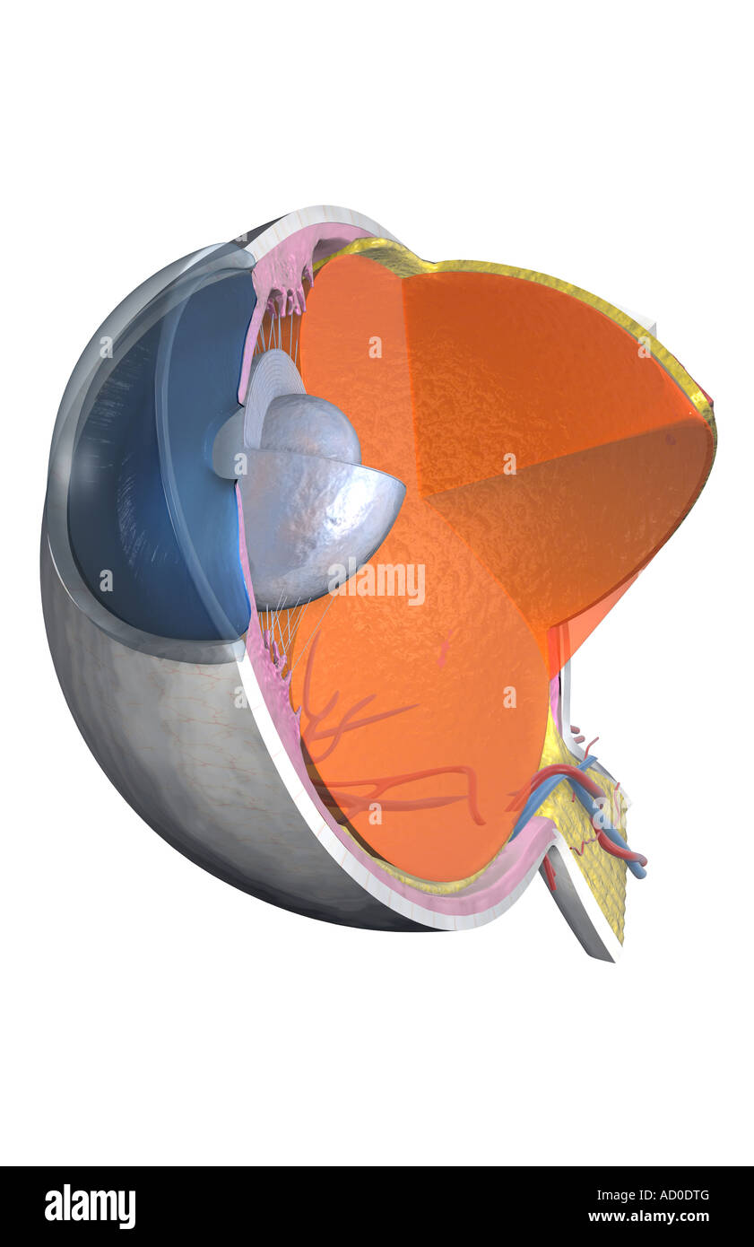 Structure of the eye Stock Photo - Alamy