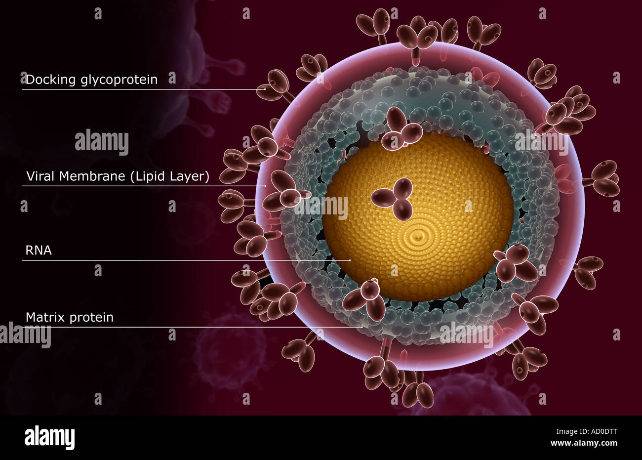 Hiv structure hi-res stock photography and images - Alamy