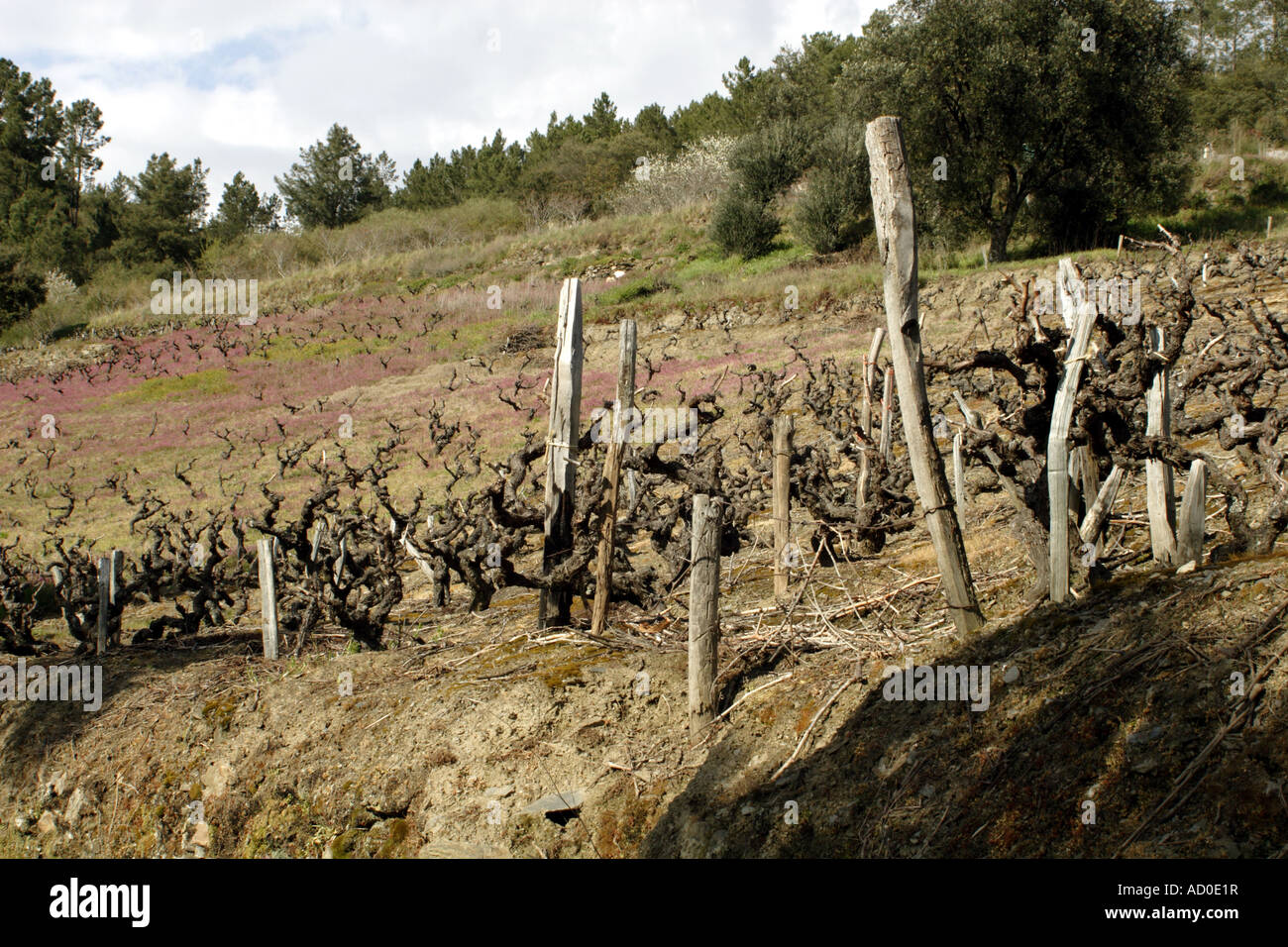 Vineyard, A Rua, Spain Stock Photo - Alamy